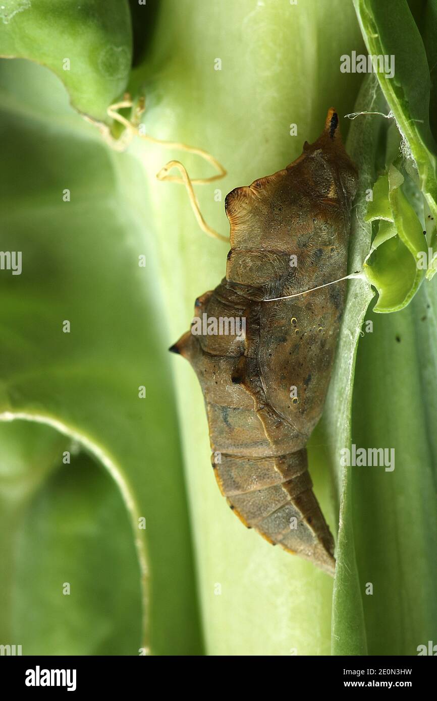 Mature pupa hi-res stock photography and images - Alamy