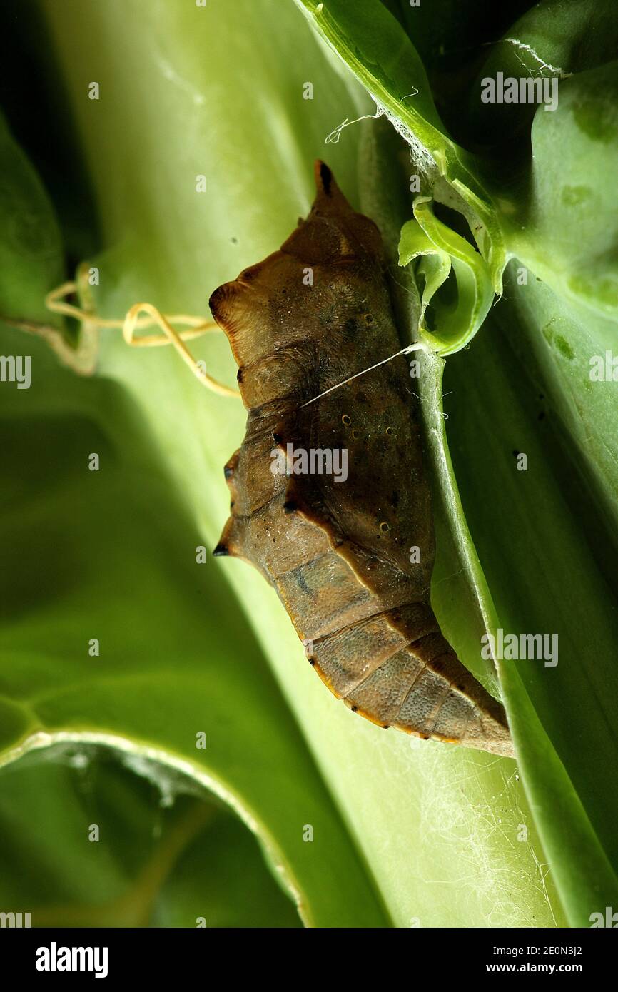 Mature pupa hi-res stock photography and images - Alamy