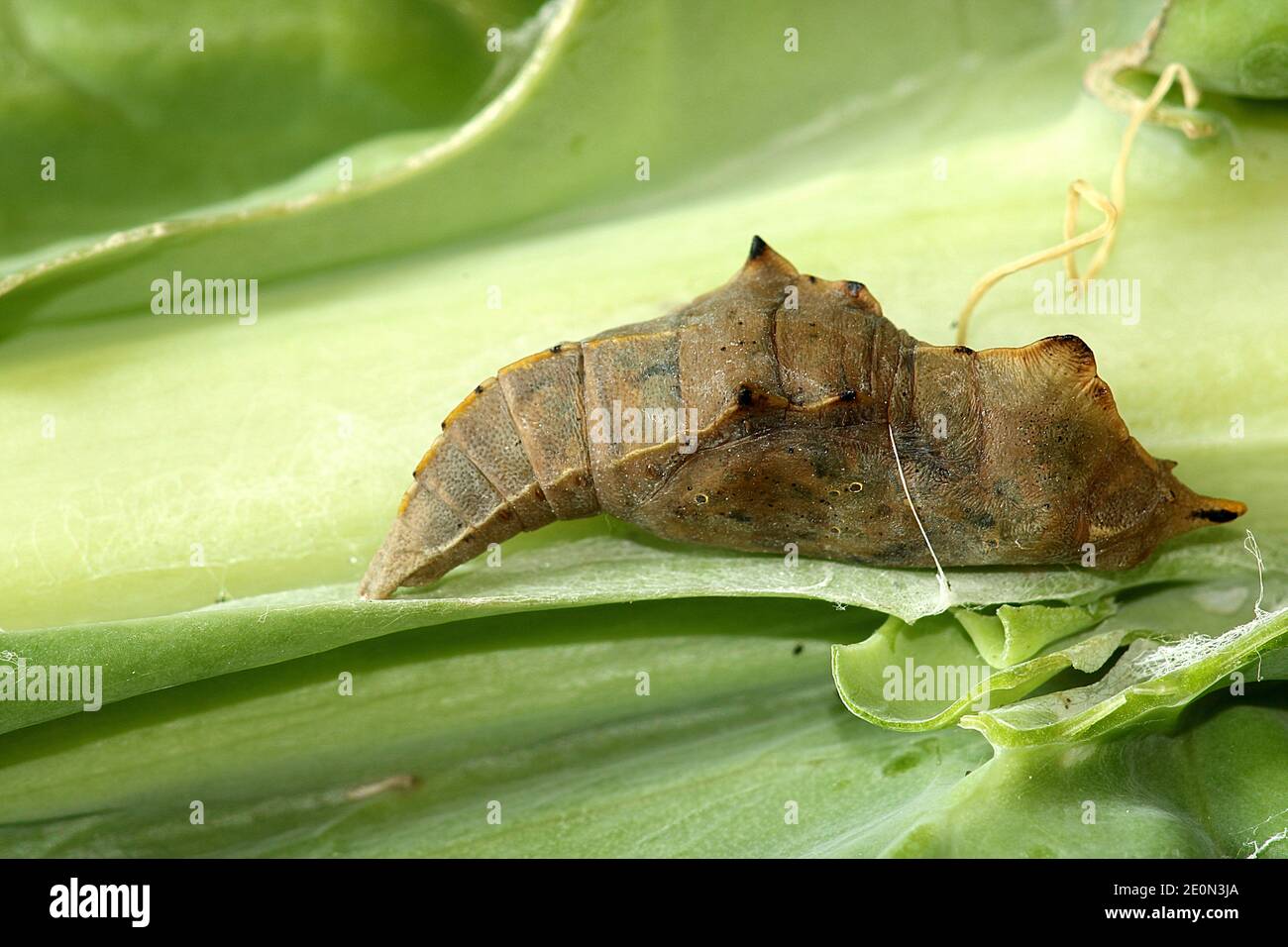 Cabbage white butterfly mature pupa close up macro Stock Photo - Alamy