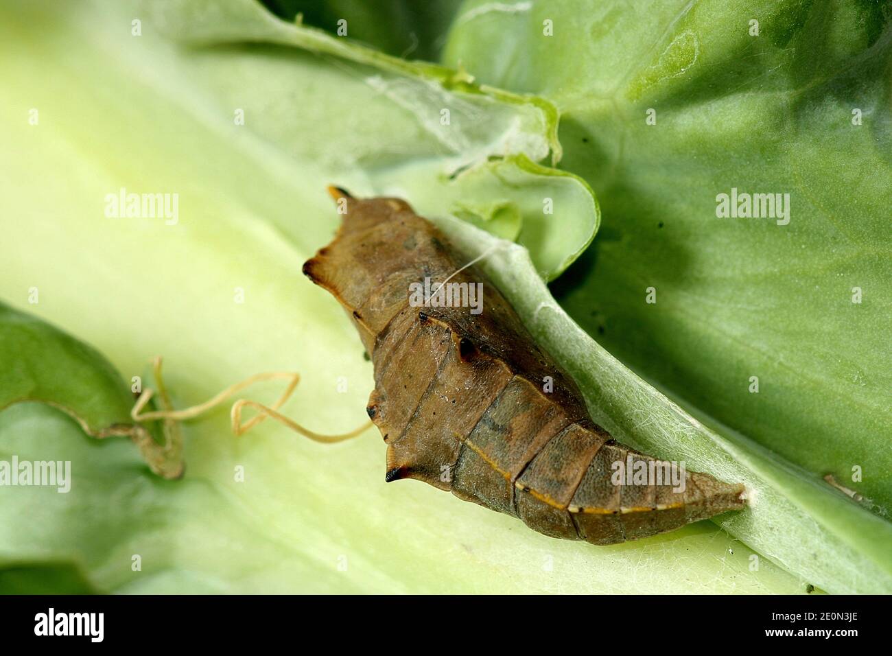 Mature pupa hi-res stock photography and images - Alamy