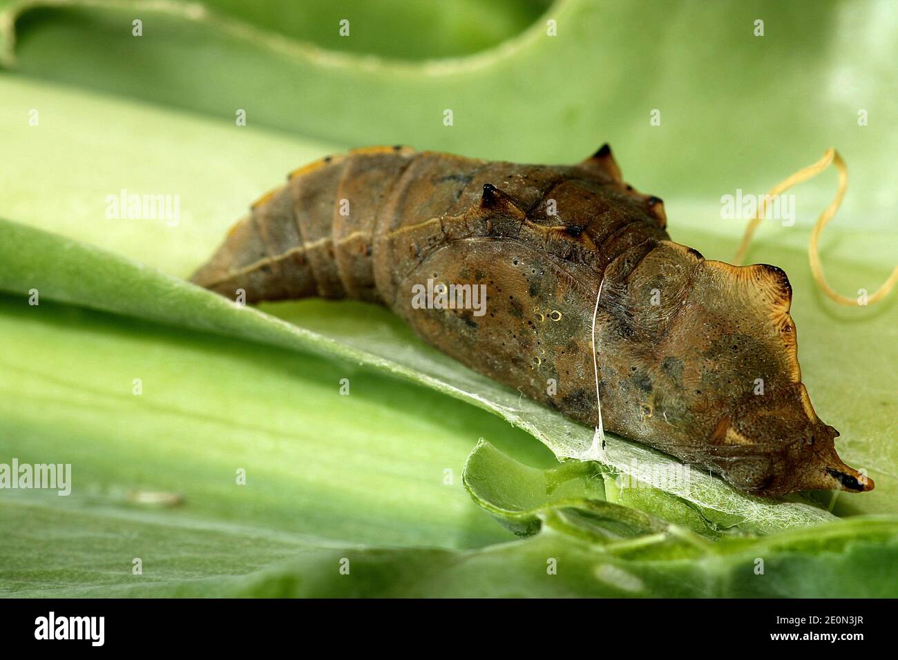 Mature pupa hi-res stock photography and images - Alamy