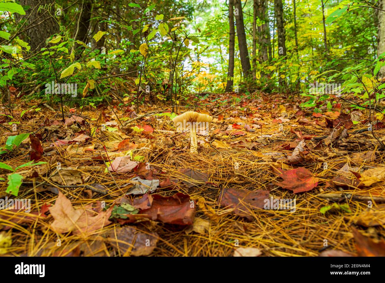 Flinton ontario hi-res stock photography and images - Alamy