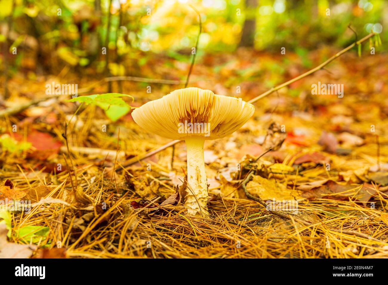 Lennox falls hi-res stock photography and images - Alamy
