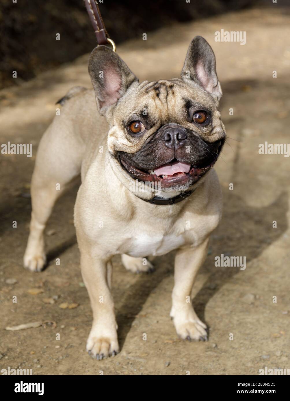 Fawn male Frenchie standing on a trail in park in Northern California ...