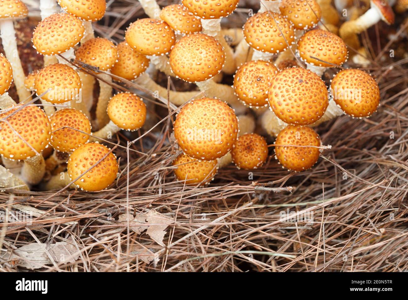 Shaggy Pholiota Mushrooms Stock Photo - Alamy