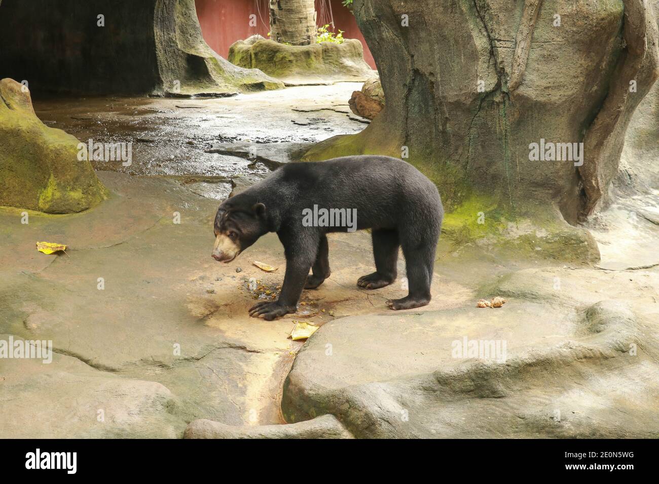 Sunbear Sitting on the Ground in Wildlife Sanctuary. Image of sun bear ...