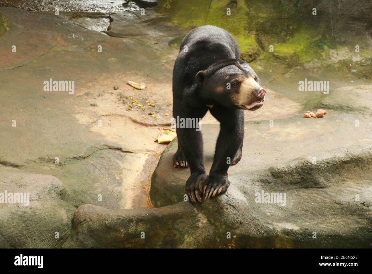 Sunbear Sitting on the Ground in Wildlife Sanctuary. Image of sun bear ...