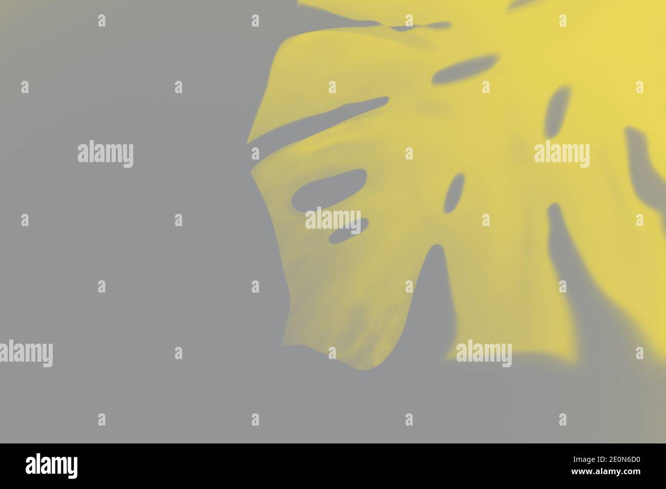 Yellow monstera on grey trendy background color of the year 2021. High ...