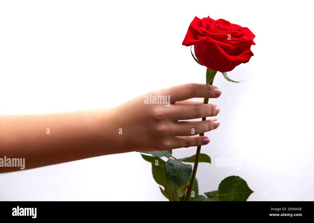 Woman hand holding rose red nails hi-res stock photography and images ...