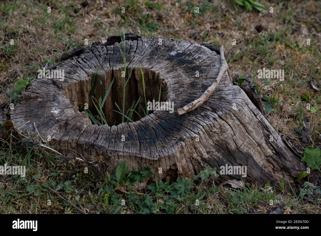 Tree trunk top for your decoration and spring landscape Stock Photo - Alamy