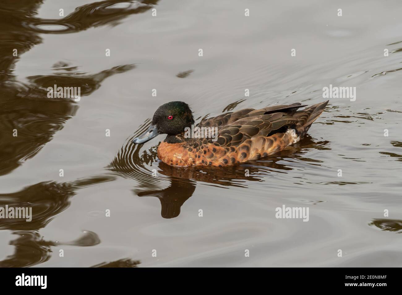Australian native water birds hi-res stock photography and images - Alamy