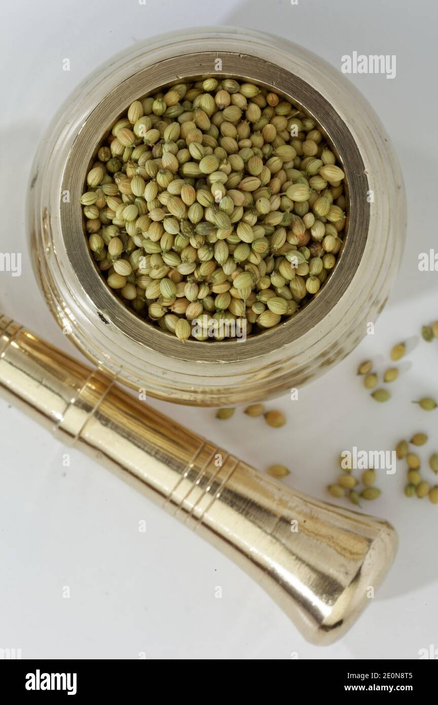 Indian spices-Coriander seeds Stock Photo - Alamy