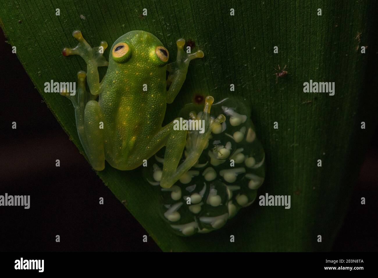 A male glass frog (Hyalinobatrachium) guarding his eggs as they develop in the Ecuadorian jungle ...