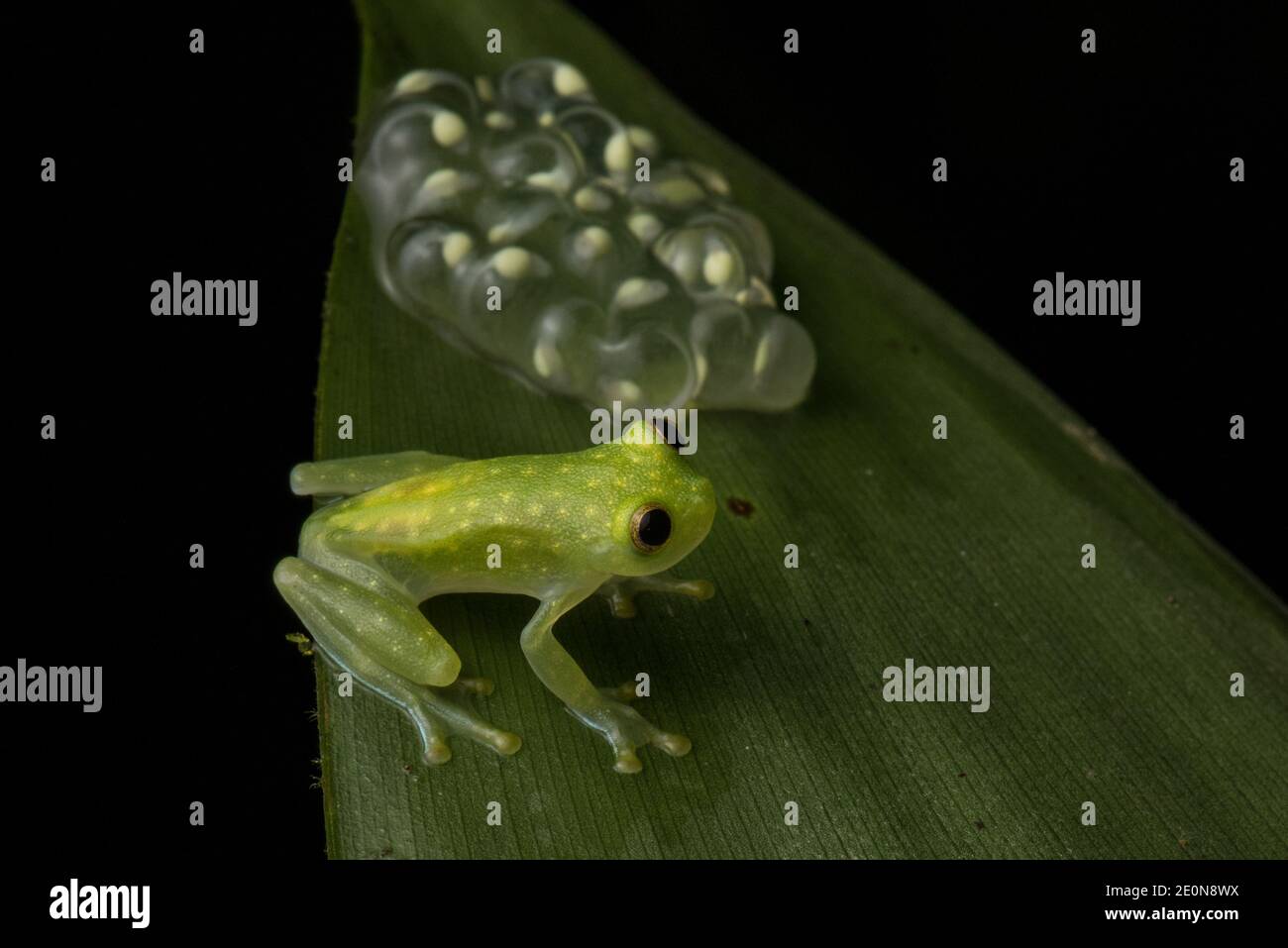 Amphibian eggs protecting hi-res stock photography and images - Alamy