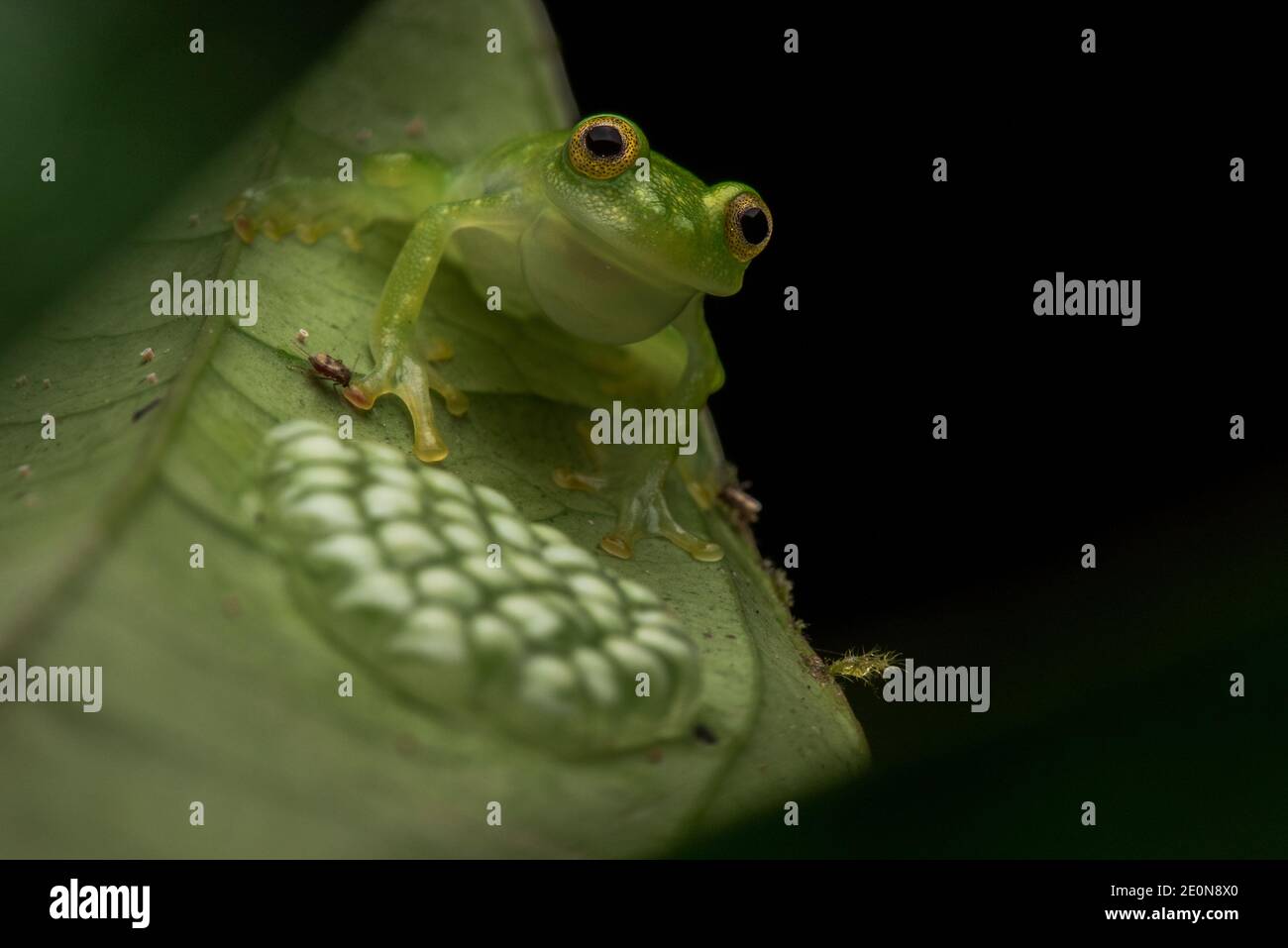 A male glass frog (Hyalinobatrachium) guarding his eggs as they develop in the Ecuadorian jungle ...