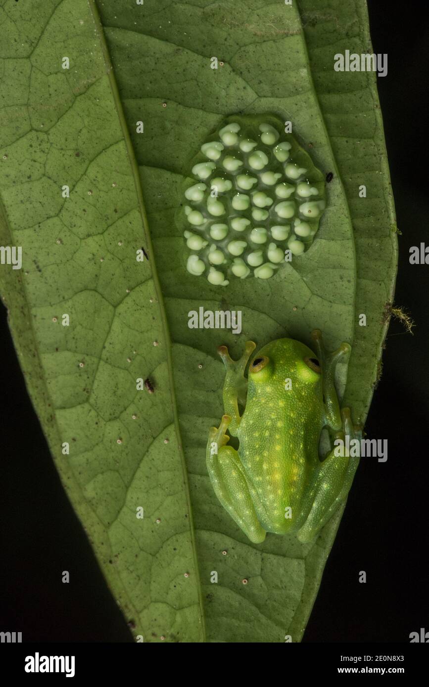 A male glass frog (Hyalinobatrachium) guarding his eggs as they develop in the Ecuadorian jungle ...