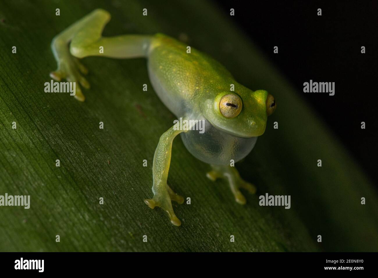 A glass frog with an inflated vocal sac singing in order to attract a ...
