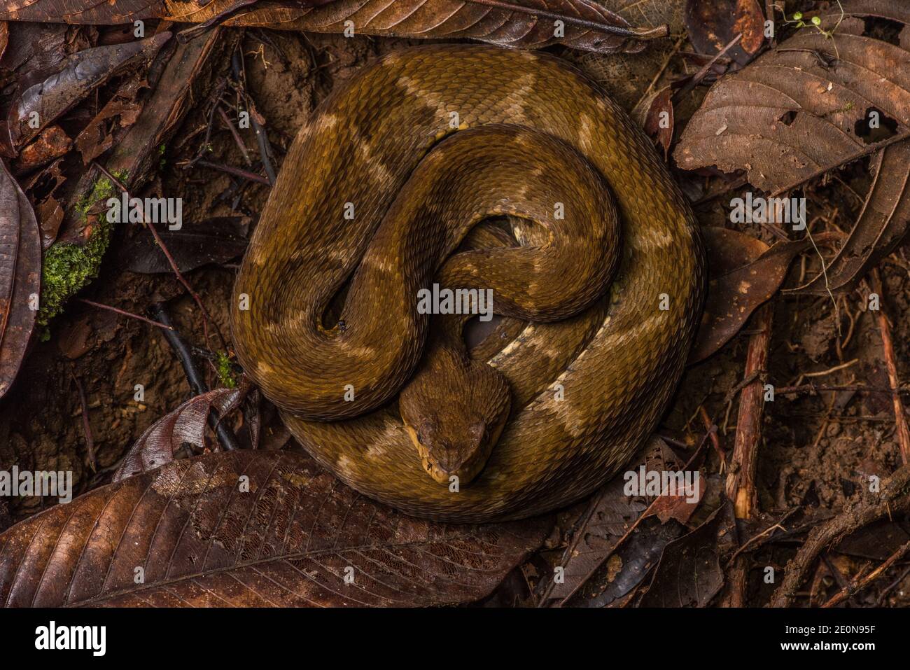 The fer de lance snake (Bothrops asper) a dangerous viper from the ...