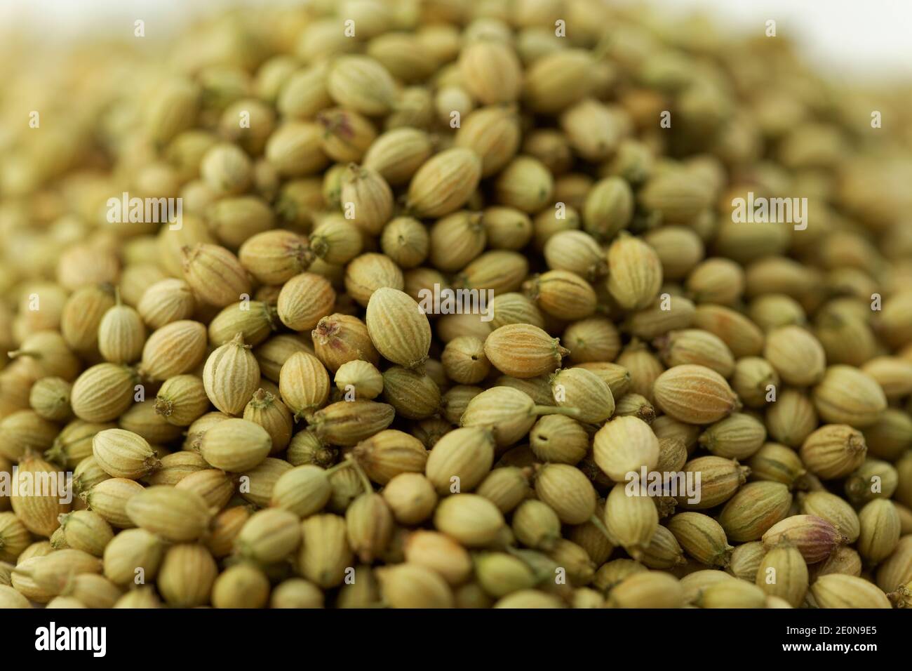 Indian spices-Coriander seeds Stock Photo - Alamy