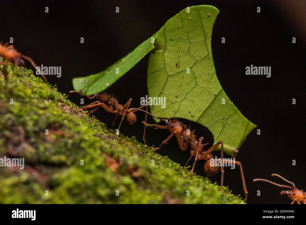 Leafcutter ant nest hi-res stock photography and images - Alamy