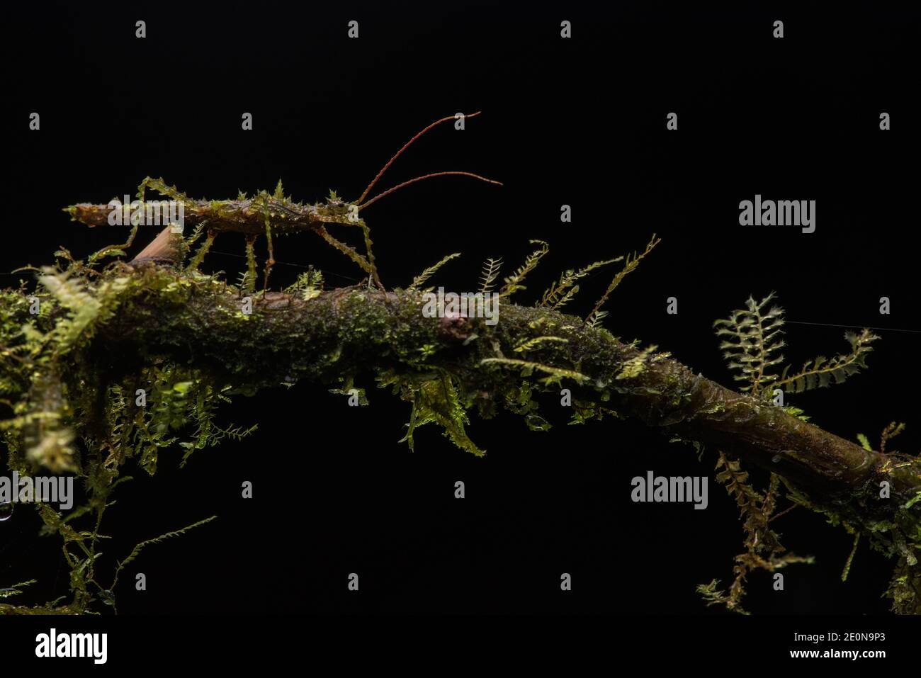 A mossy stick insect from the cloud forest of Ecuador Stock Photo - Alamy