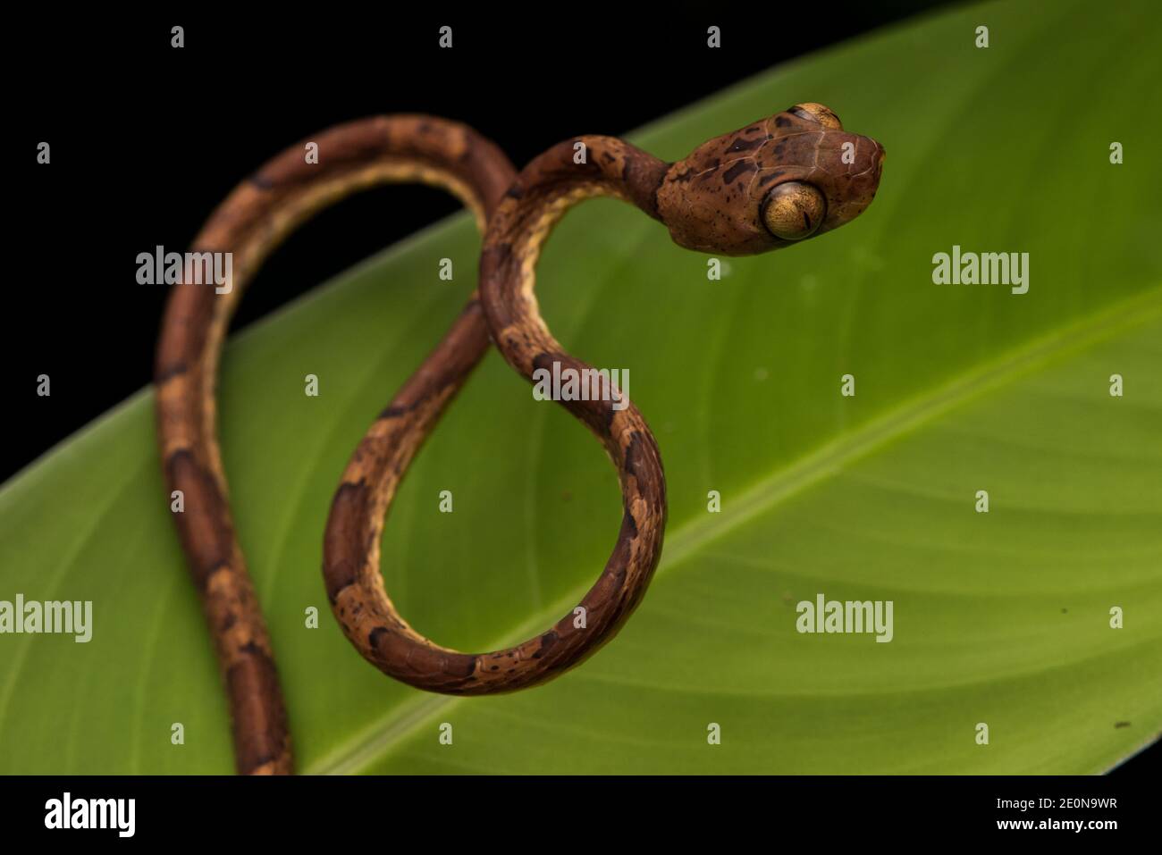 A blunt headed tree snake (Imantodes cenchoa) from the Ecuadorian ...