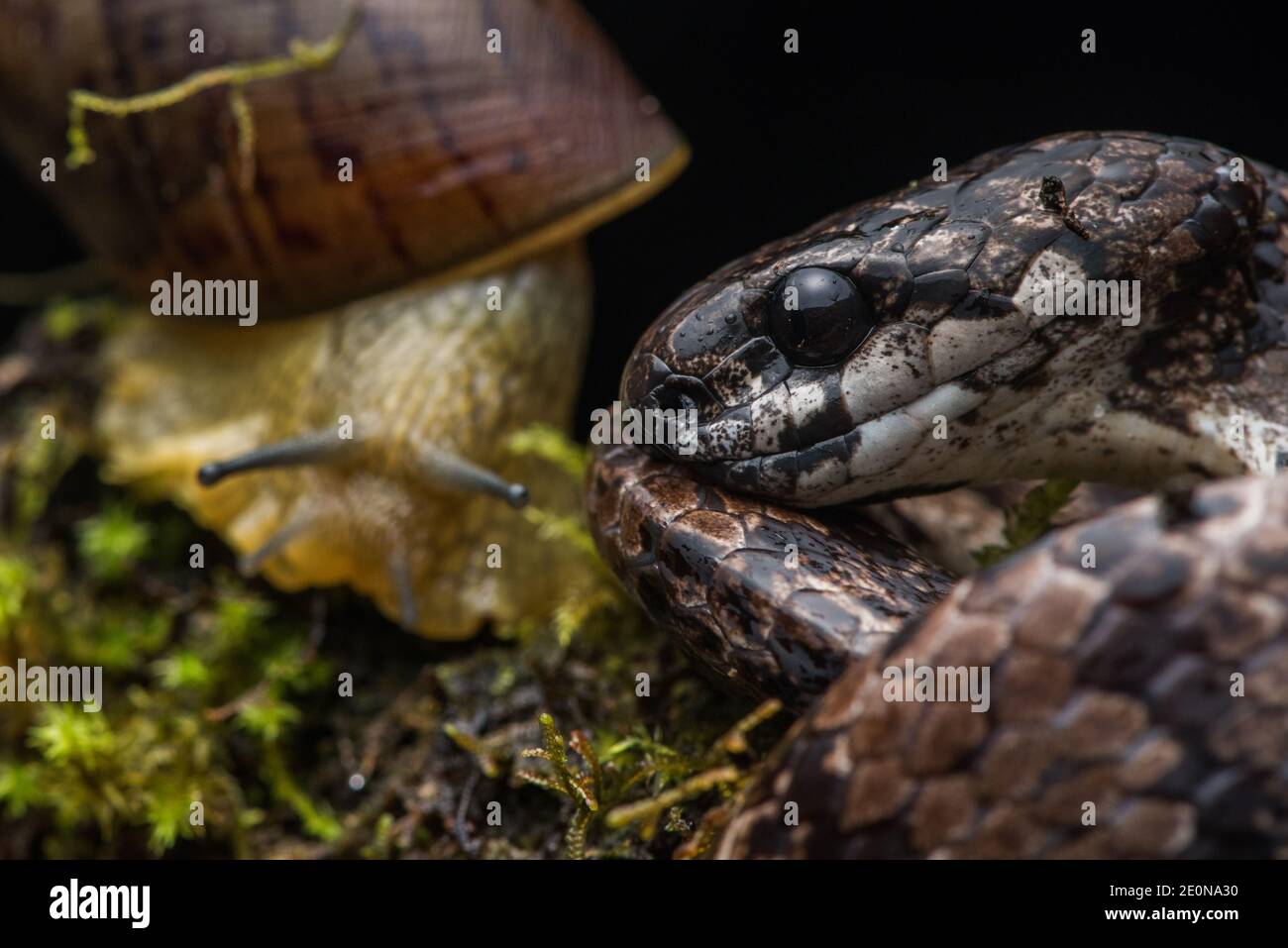 An elegant snail eater (Dipsas elegans) looking at a snail, its typical ...