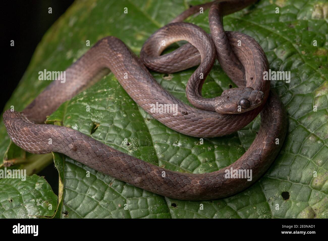 A cat eyed snake (Leptodeira) from the Amazonian jungle of Ecuador ...