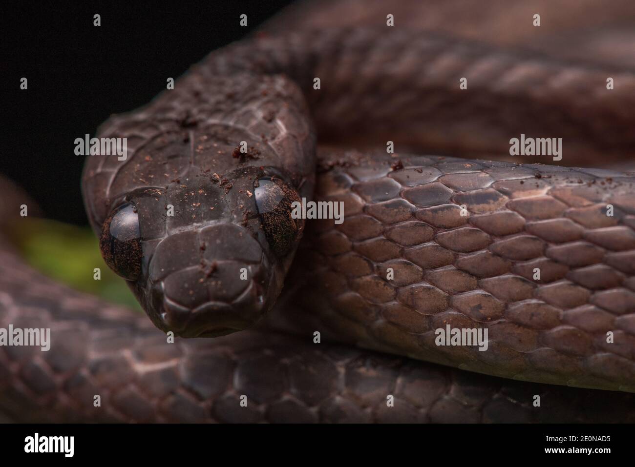 A cat eyed snake (Leptodeira) from the Amazonian jungle of Ecuador ...