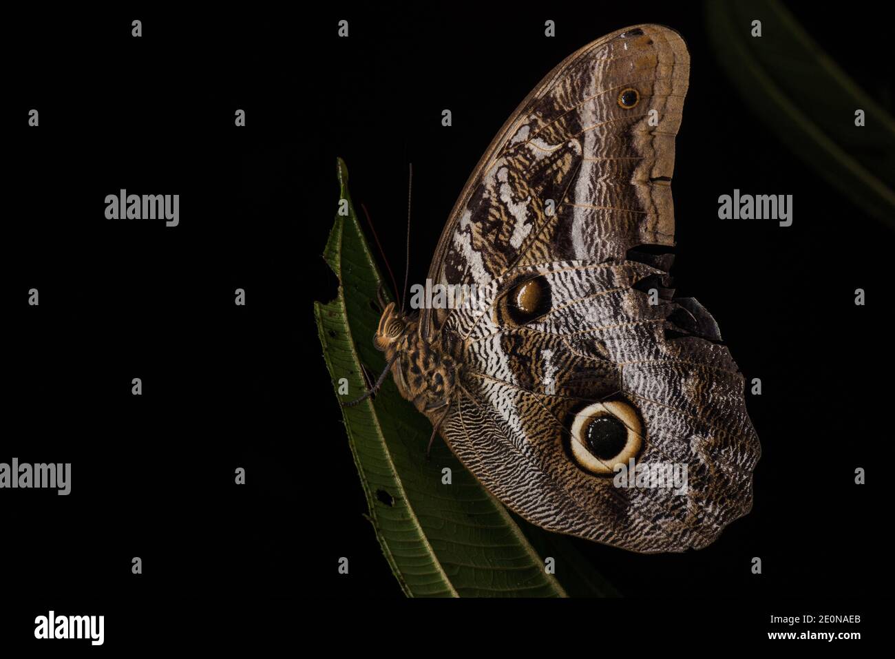 A butterfly with eyespots on its wings perched at night in the ...