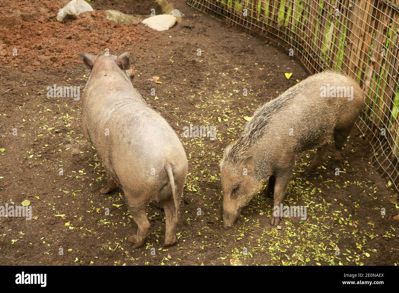 Wild boar family, mother with piglets walking on grass on sunny day. A ...