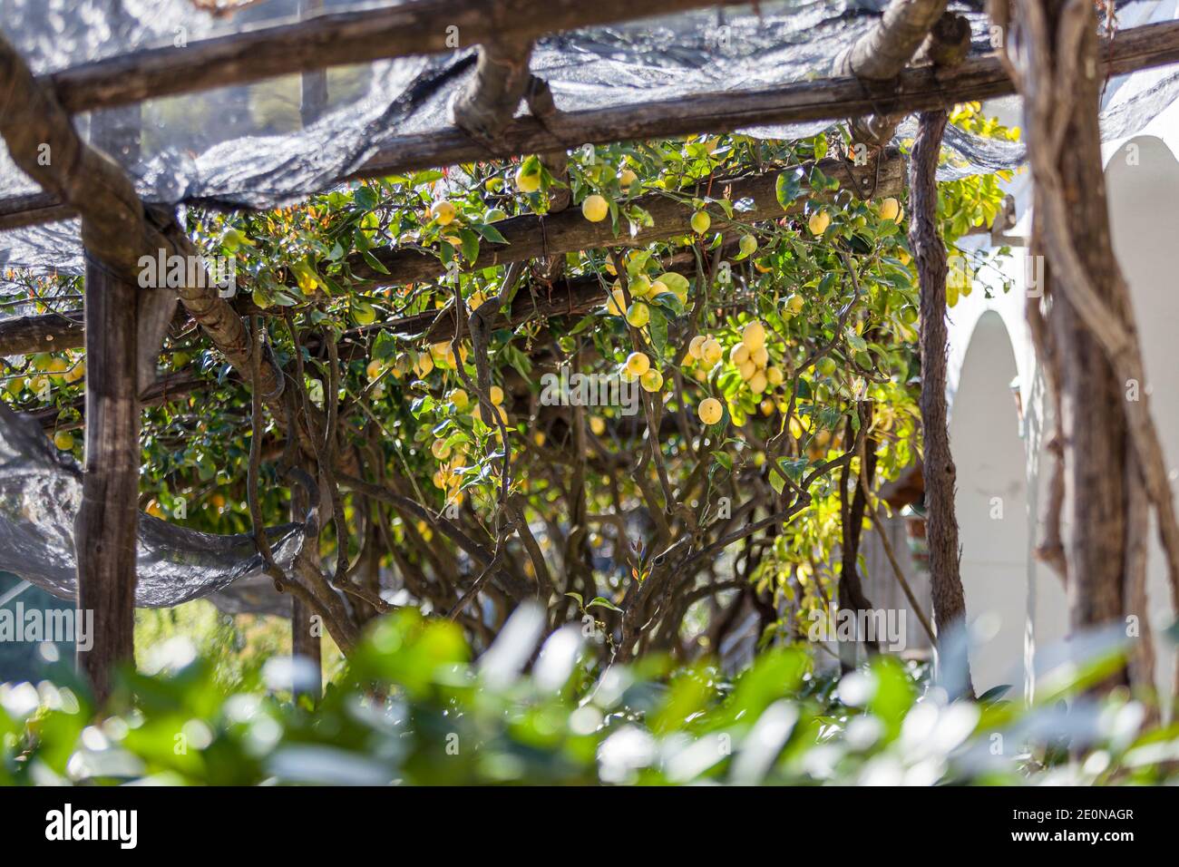 Lemons growing on trees supported by a framework on the Amalfi coast ...