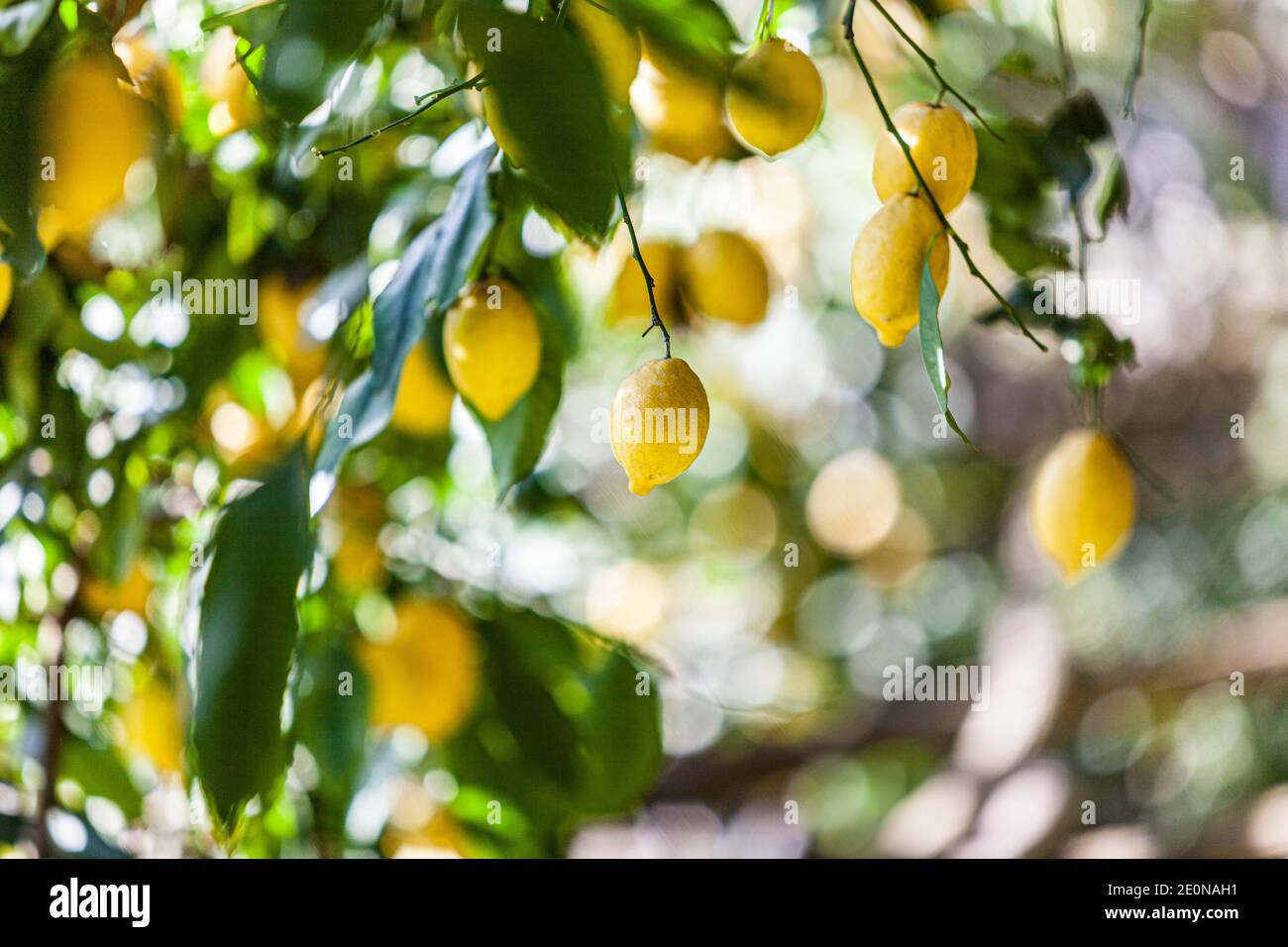 The elongated, pointy sfusato lemon growing on the Amalfi Coast Stock ...