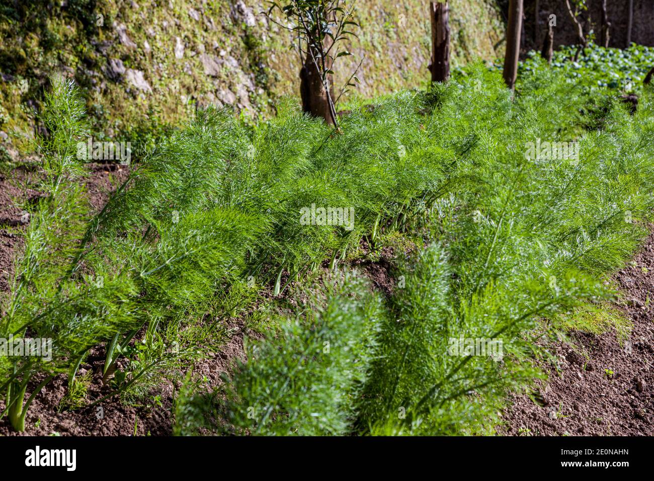 Fennel growing on a farm on the Amalfi coast in Italy Stock Photo - Alamy