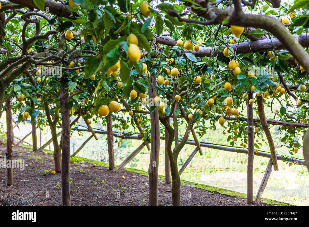 Sfusato lemons growing on trees supported by a framework on the Amalfi ...