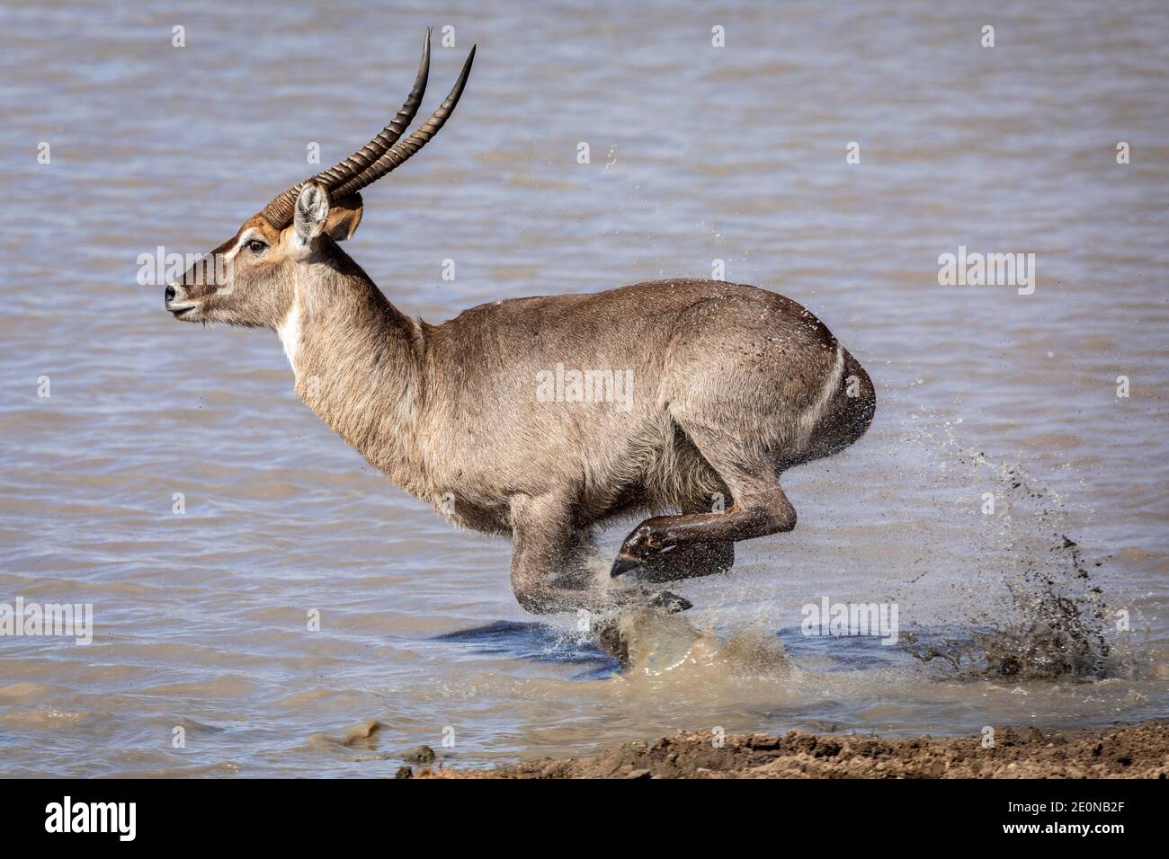 Adult common water buck male galloping in the shallow water splashing ...