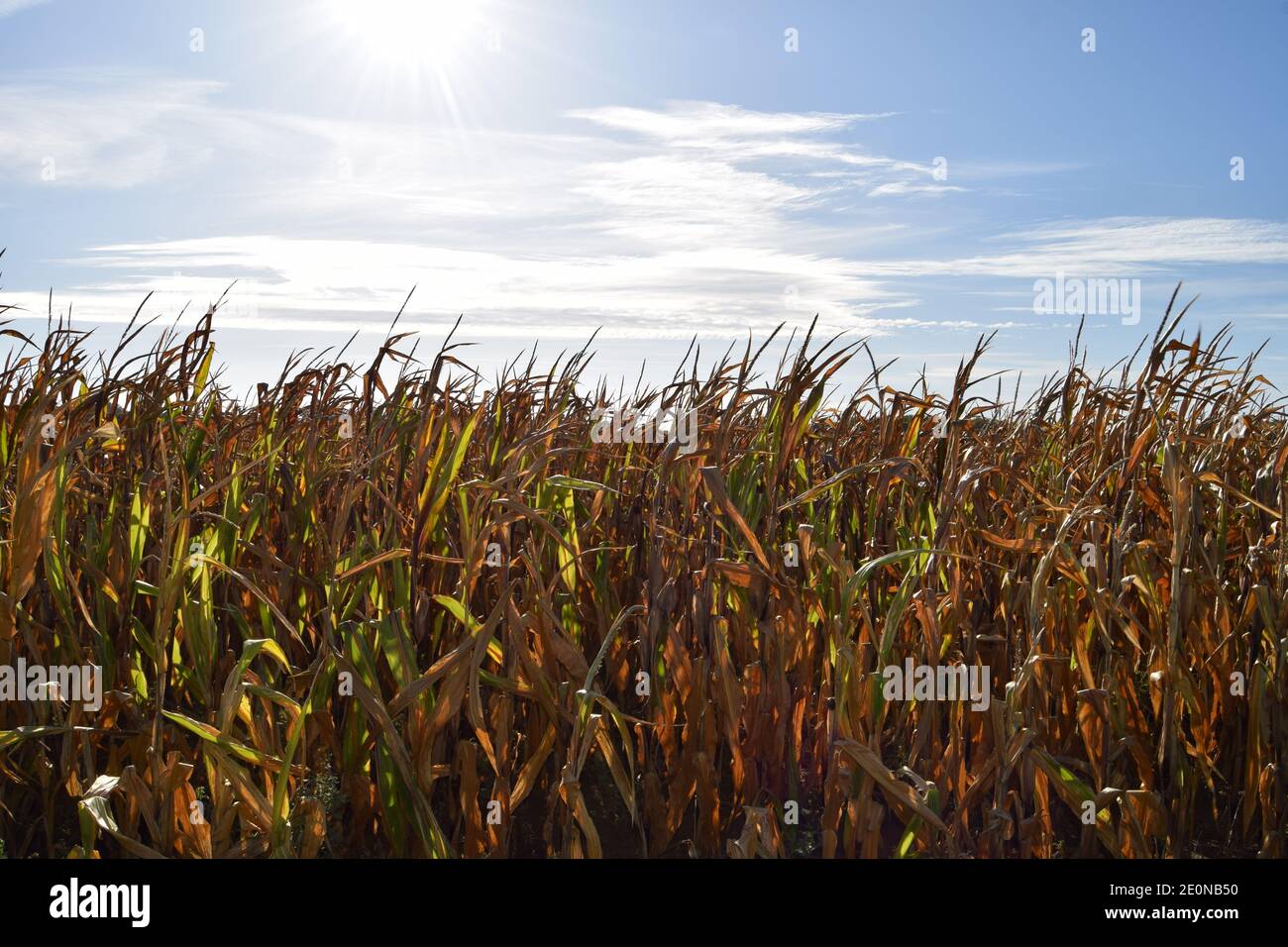 Maize legume field hi-res stock photography and images - Alamy