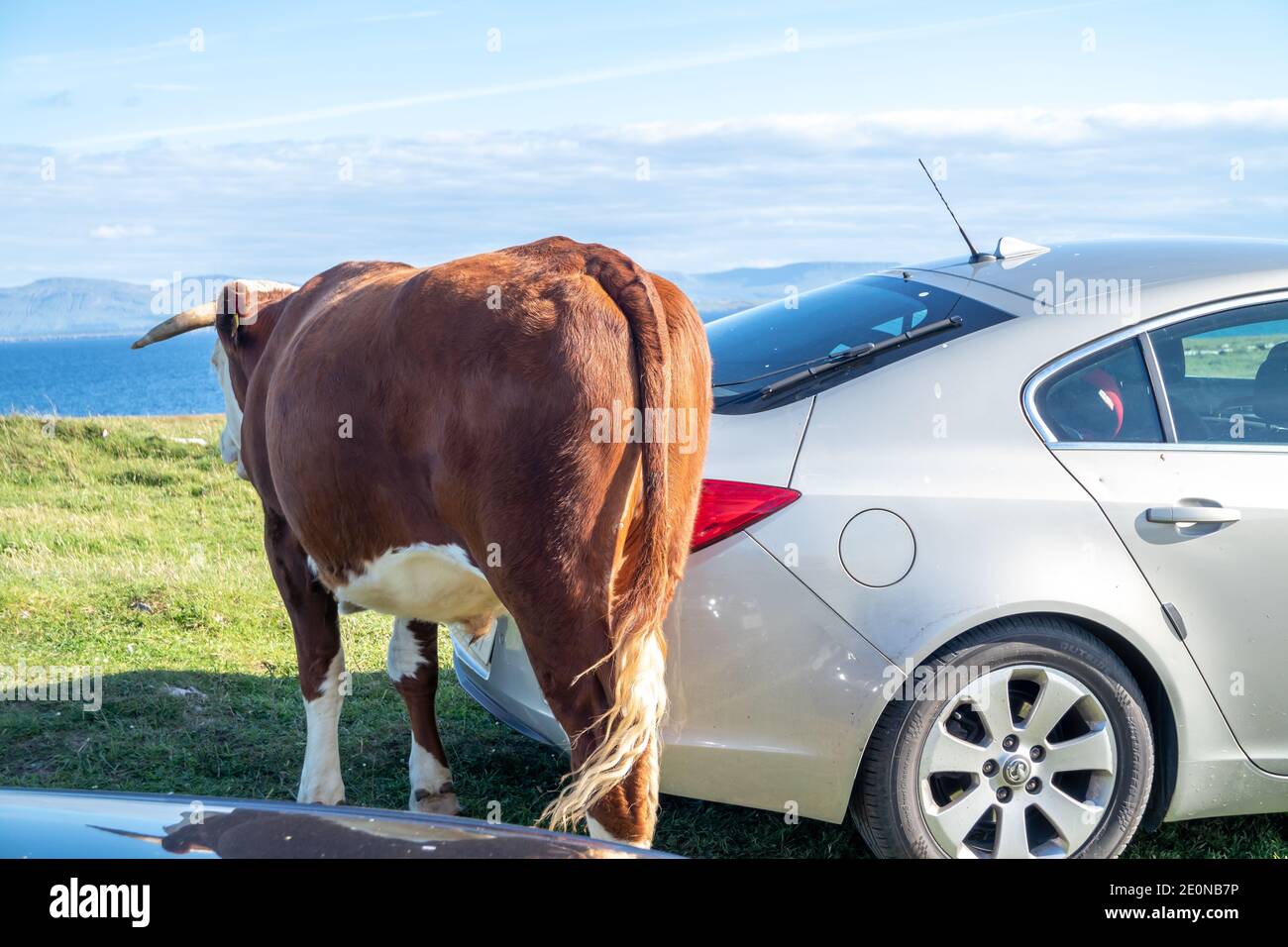 Donegal, Ireland - August 12 2020 : Cow walking between the cars at St ...
