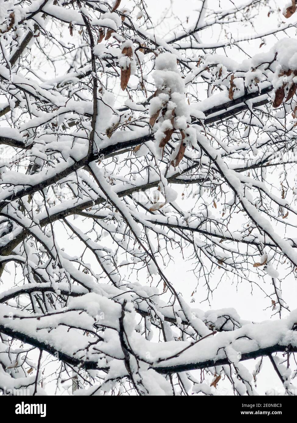 background with branches of trees under snow in winter time at garden ...