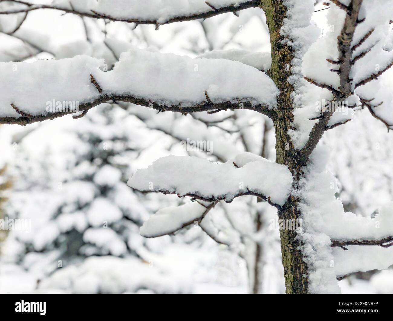 background with branches of trees under snow in winter time at garden ...
