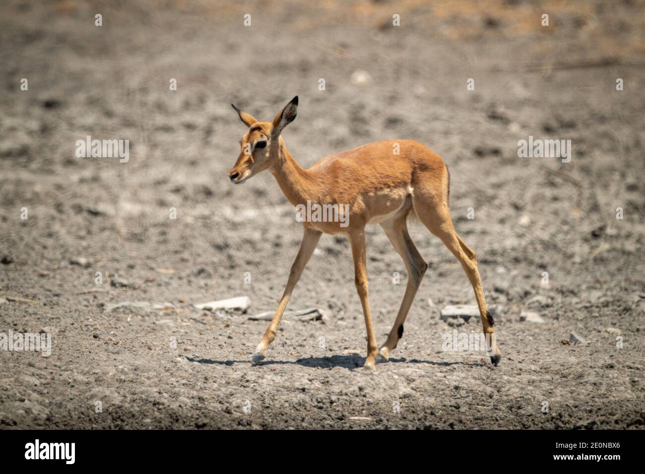 Female common impala walks over rocky ground Stock Photo - Alamy