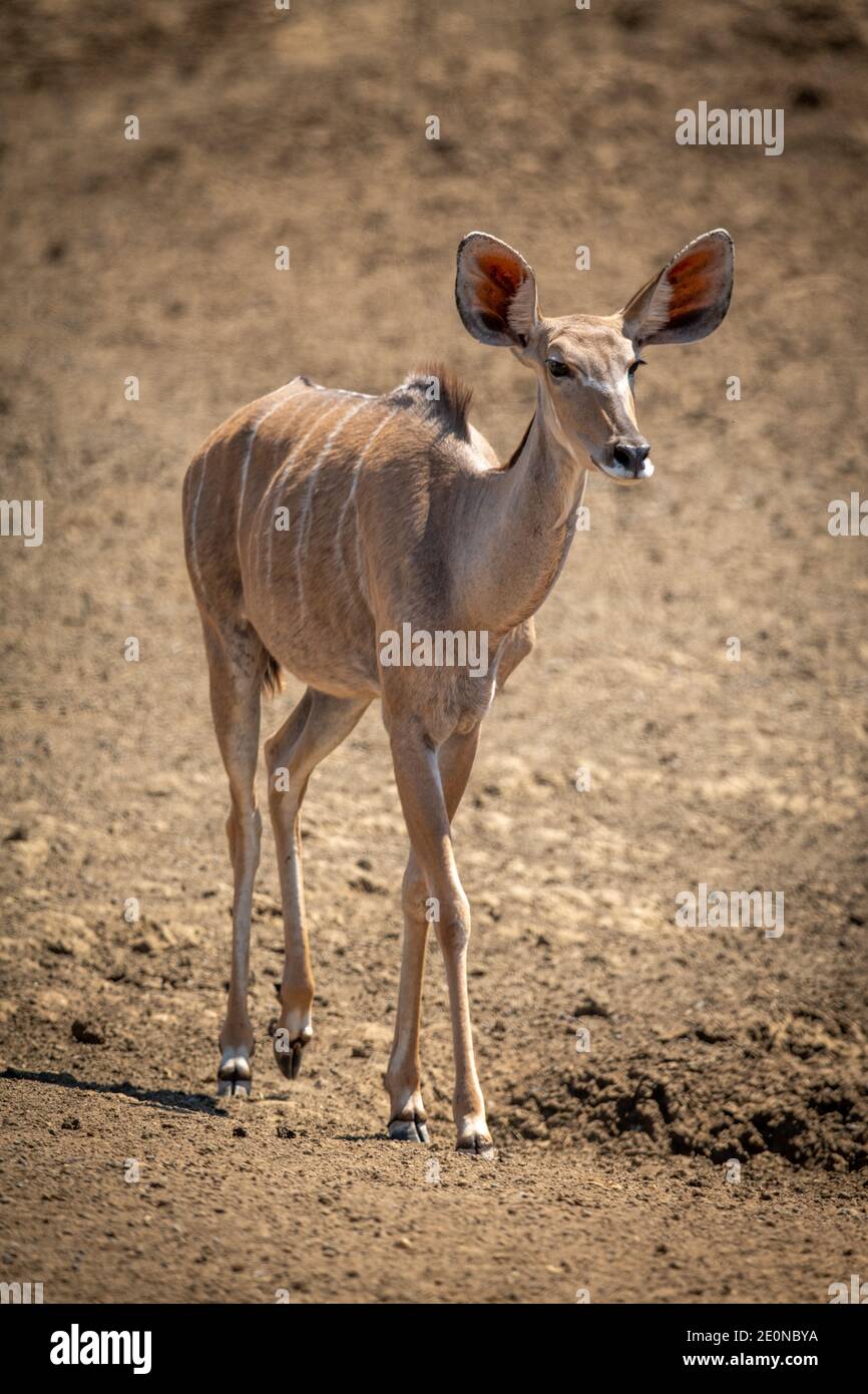 Female greater kudu walks across rocky ground Stock Photo - Alamy