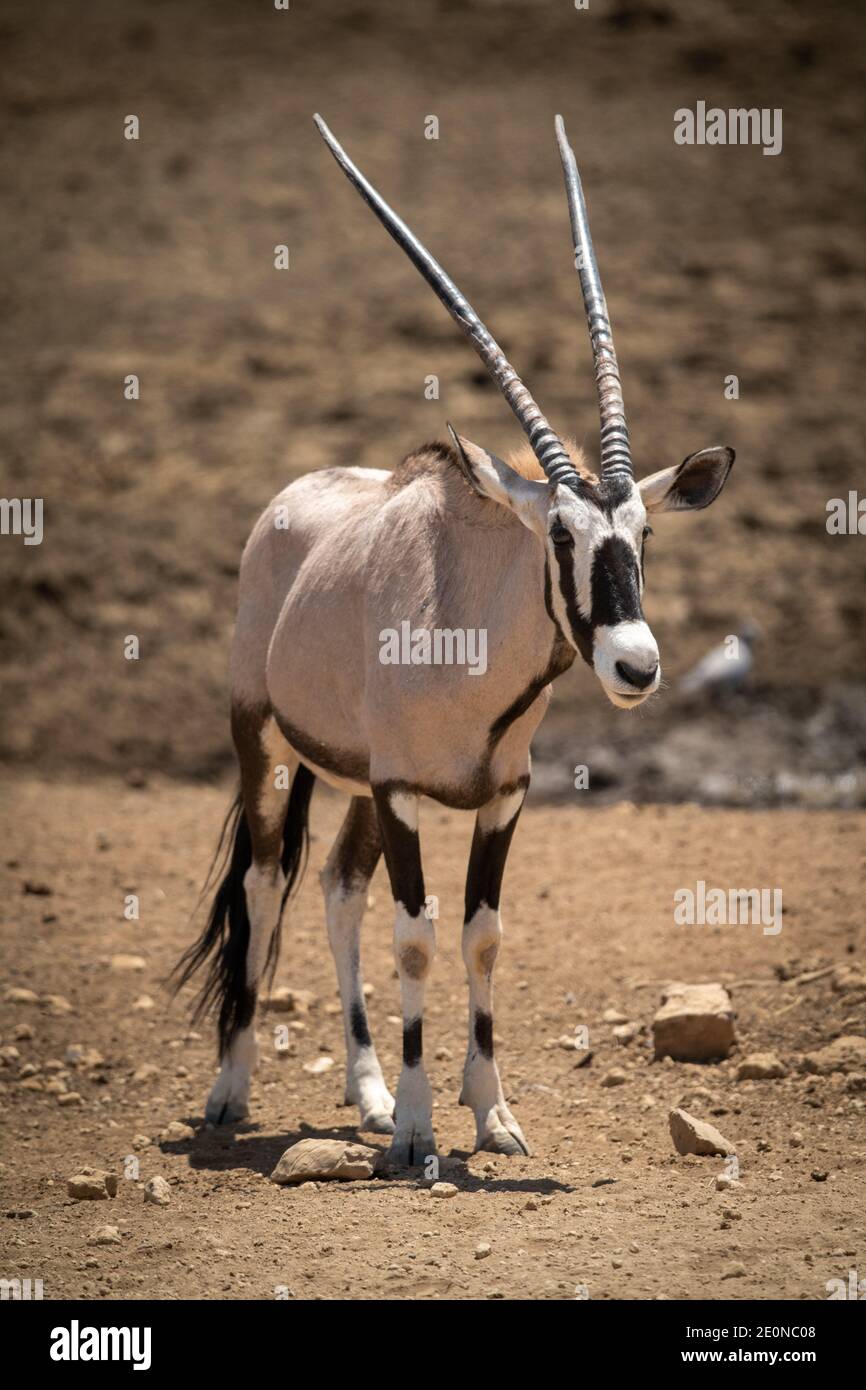 Gemsbok standing in sunshine on rocky ground Stock Photo - Alamy