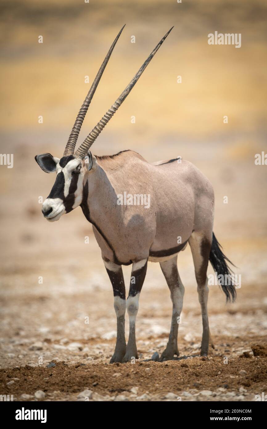 Gemsbok stands eyeing camera on rocky pan Stock Photo - Alamy