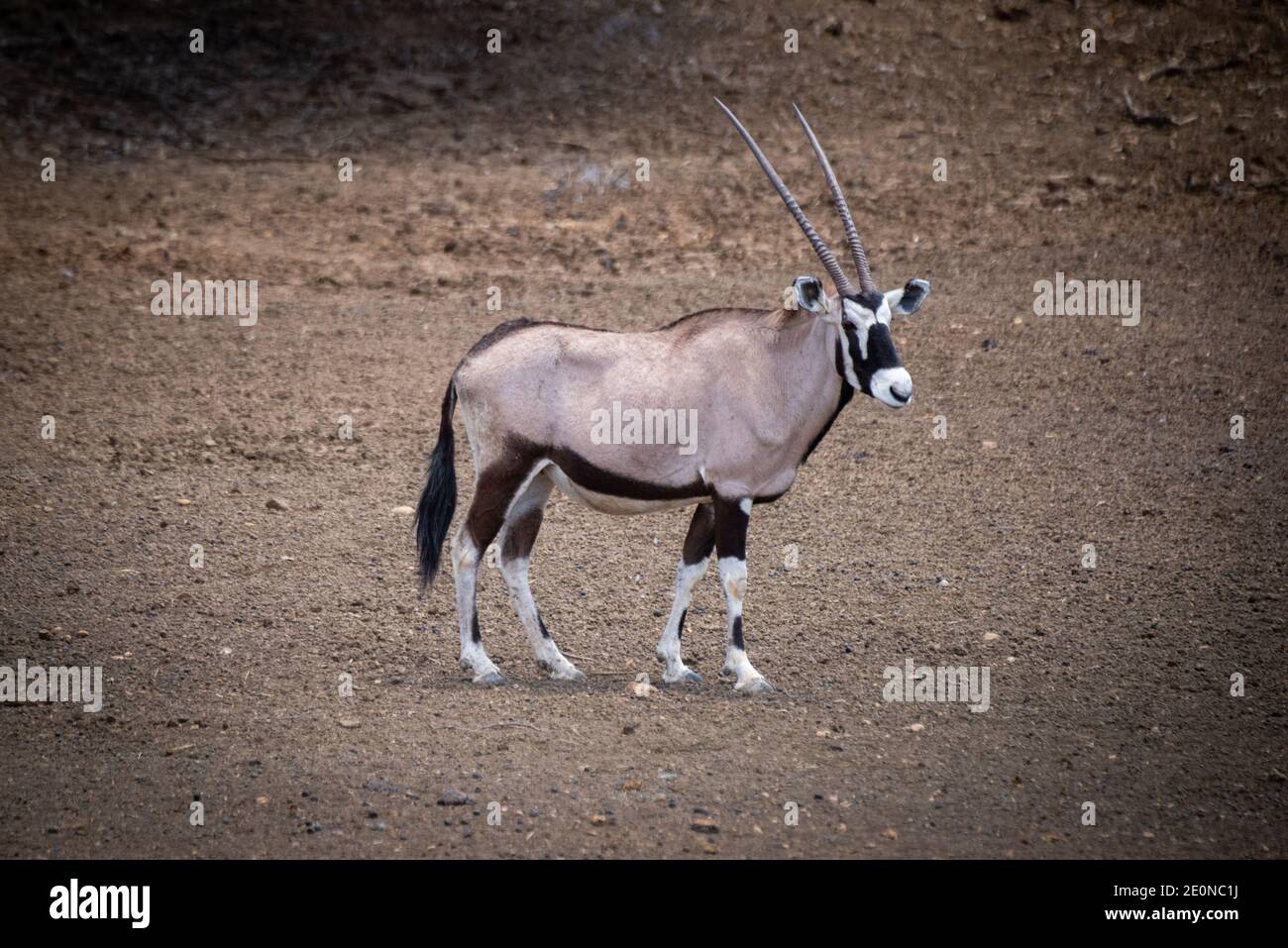 Gemsbok walks across stony ground near slope Stock Photo - Alamy