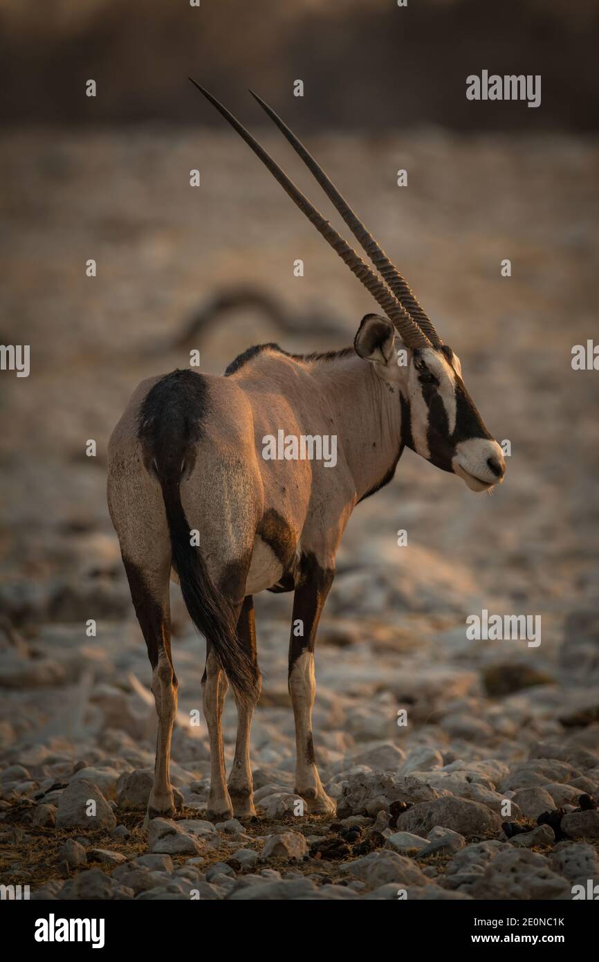 Gemsbok stands turning towards camera at dusk Stock Photo - Alamy