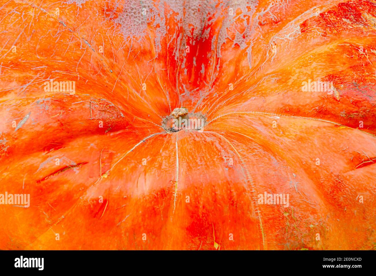 Giant pumpkin close up hi-res stock photography and images - Alamy