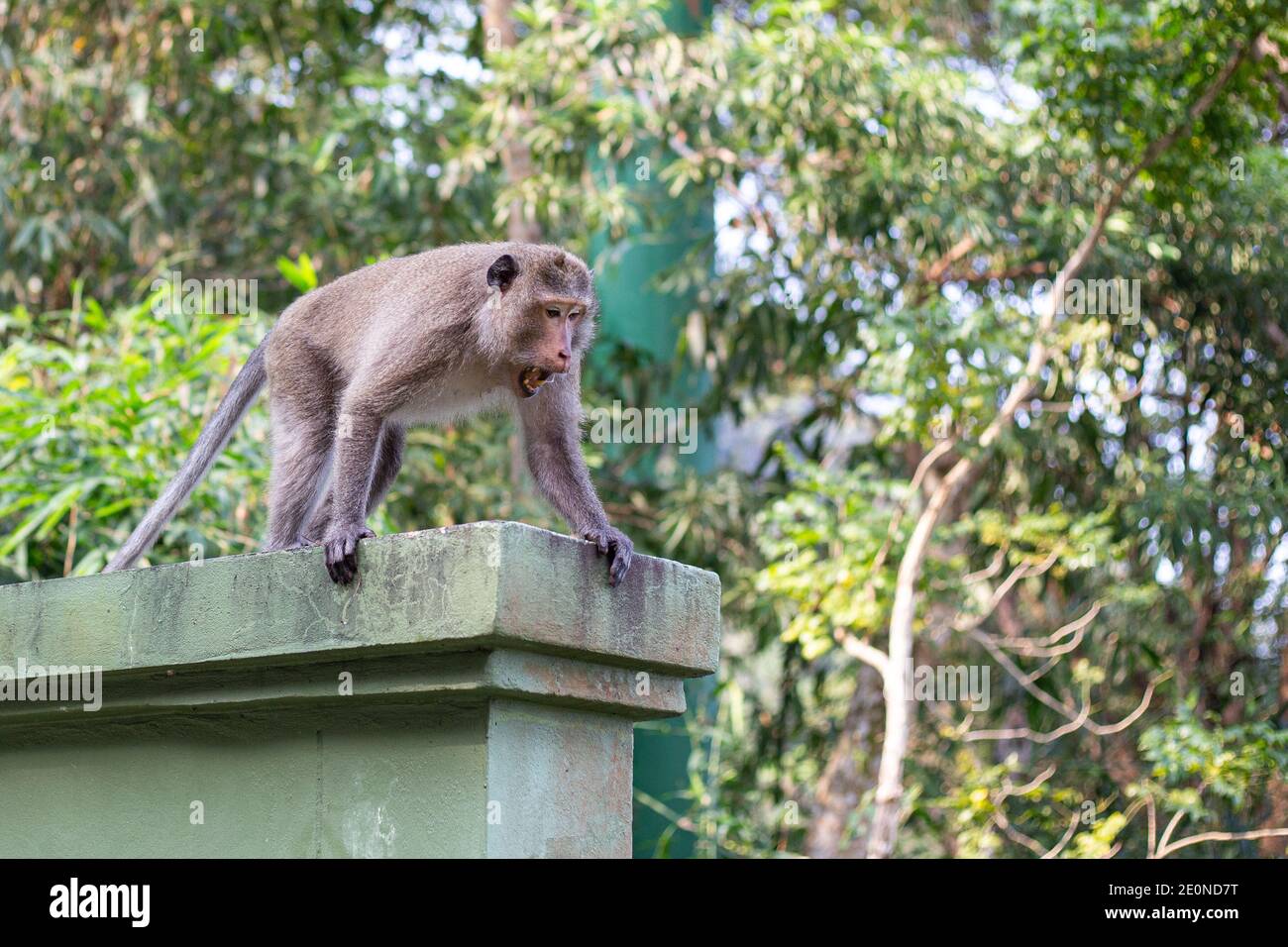monkey bared its teeth, stands on the fence. animal world of the asian ...