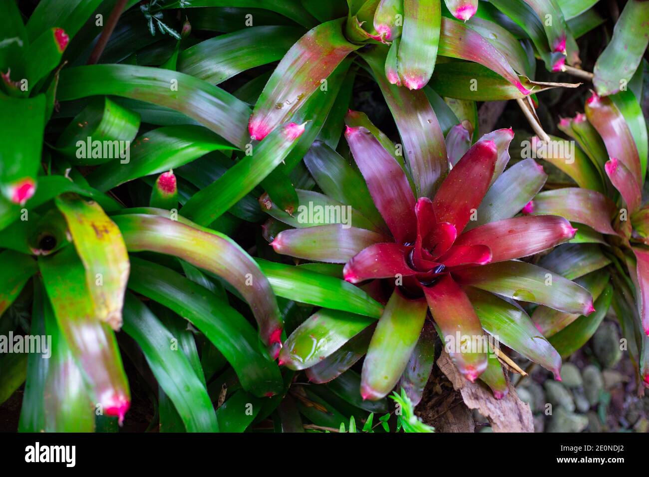 Garden with a Bromelia plant. Landscaping with beautiful flowers ...