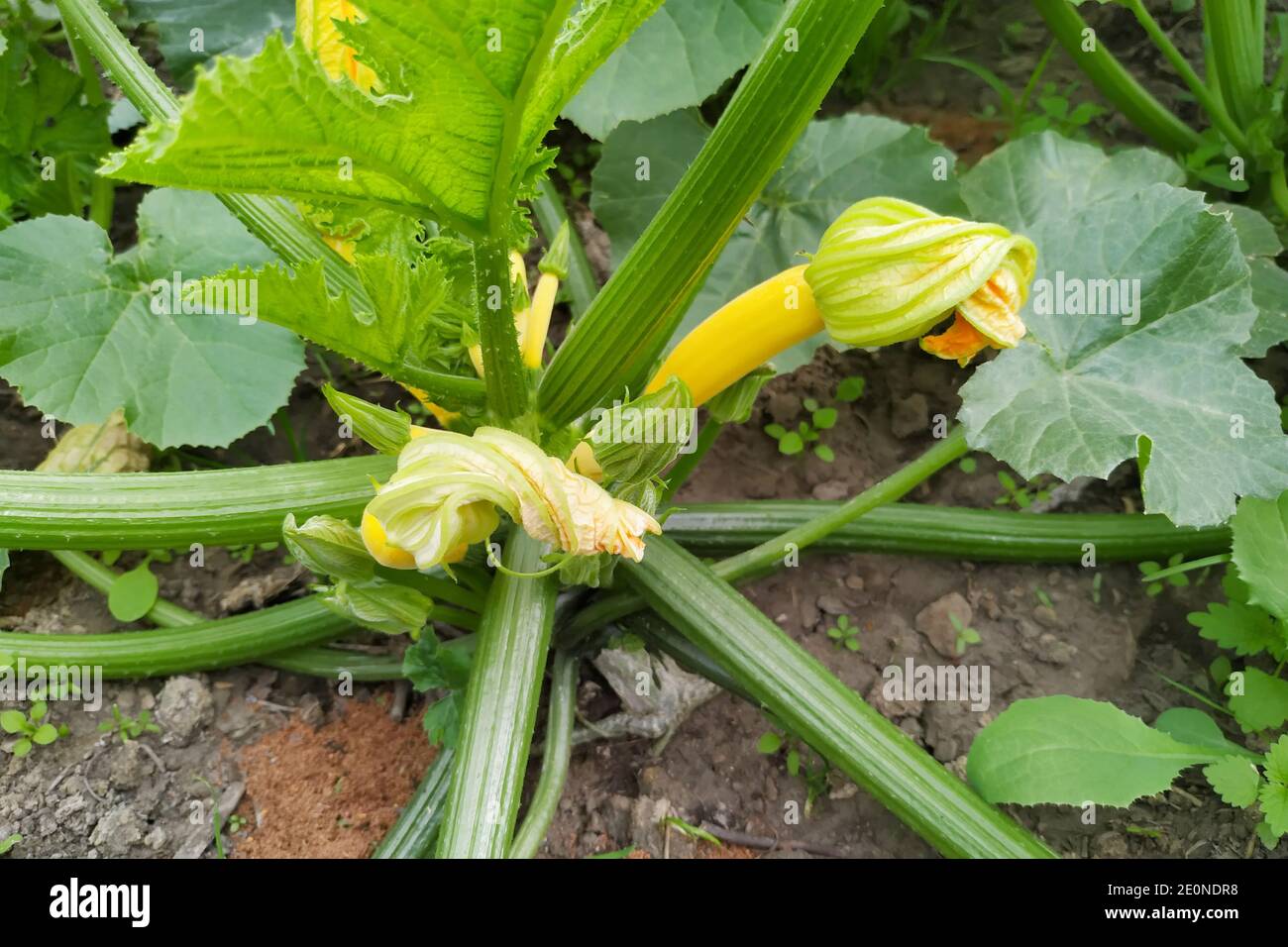 Squash blossom. Edible yellow-orange flowers. Top view Stock Photo - Alamy